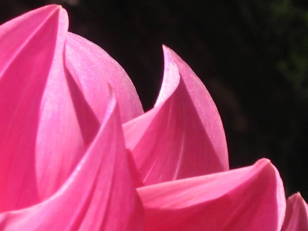 The Blooming Flower - International House of Reiki