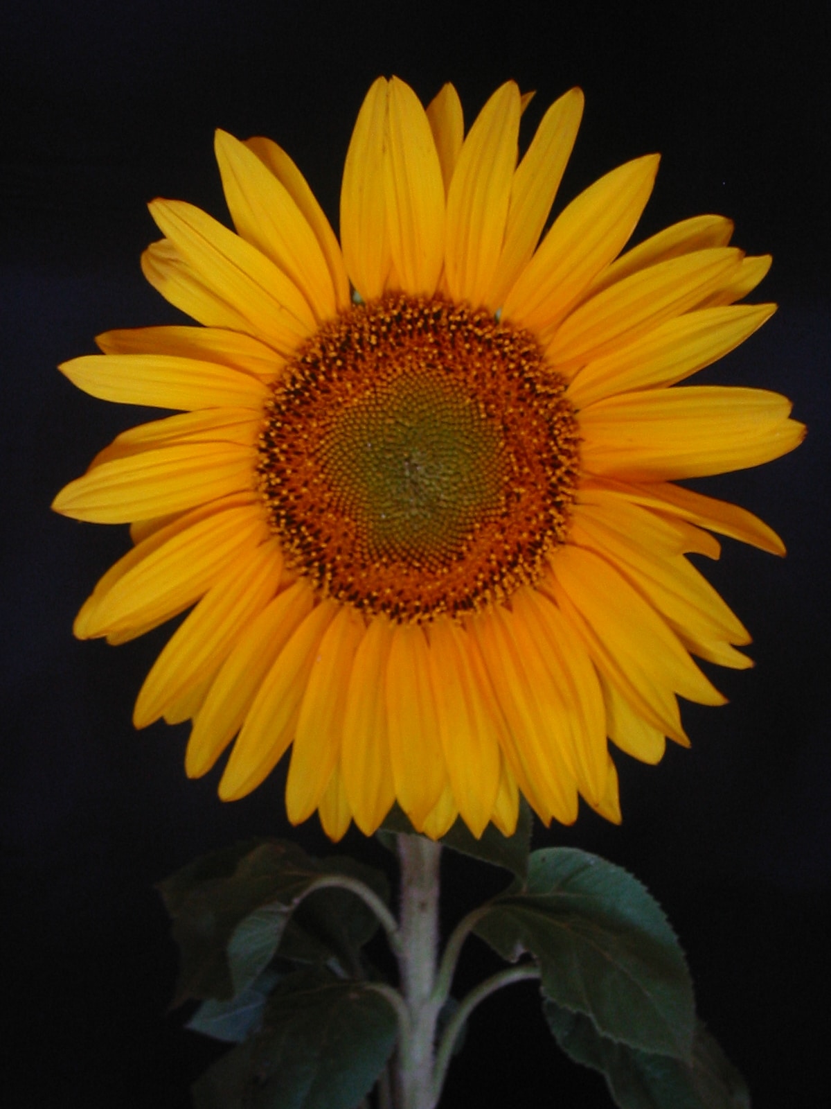 Reiki - Our True Self - International House of Reiki